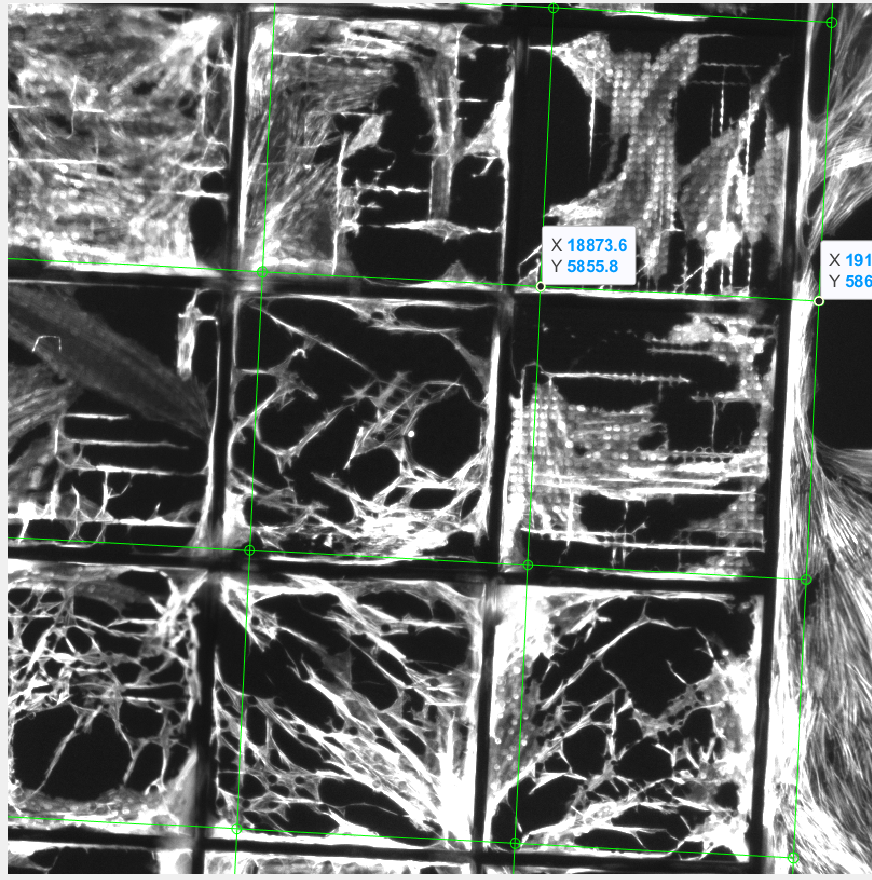 How to crop warped images - Image Analysis - Image.sc Forum