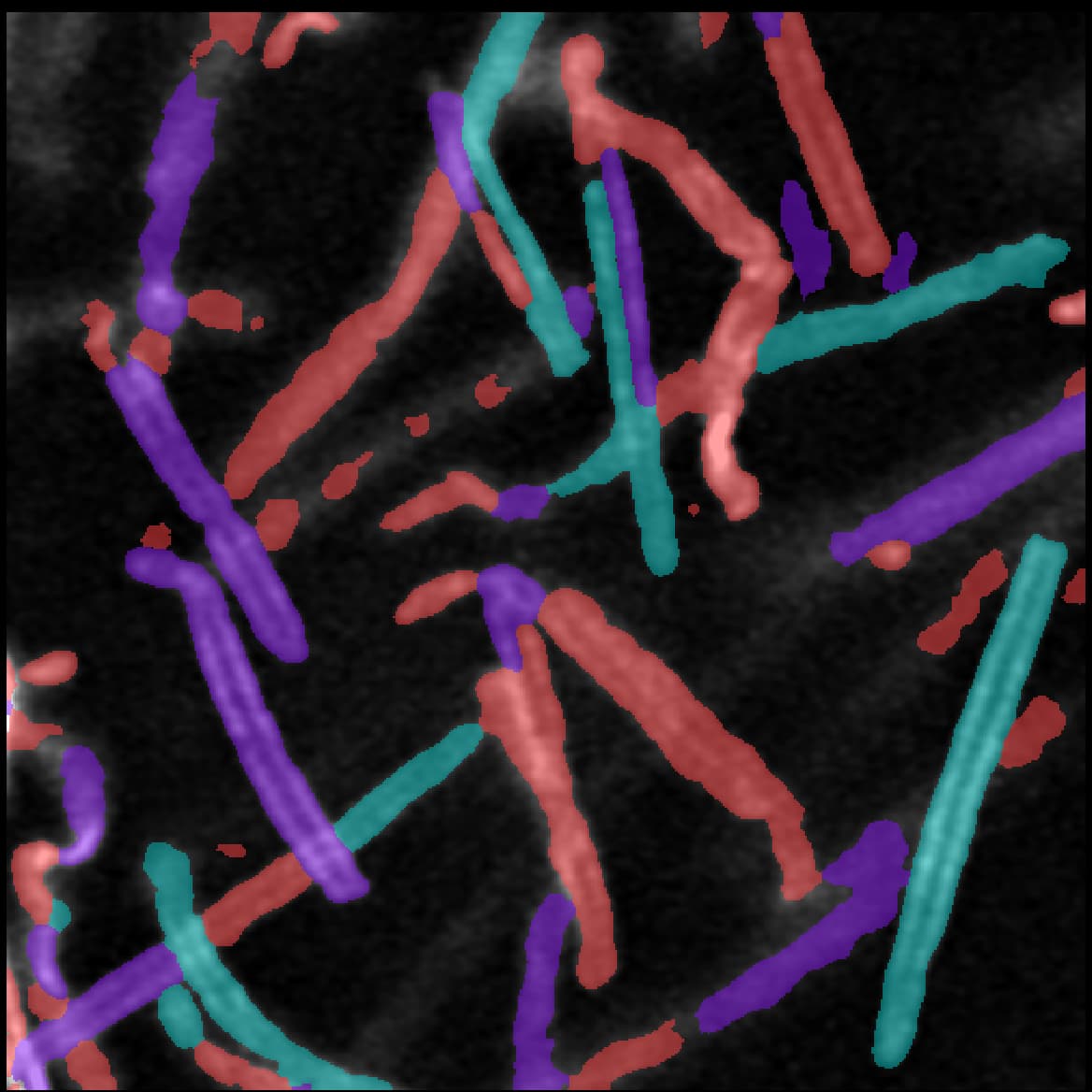 Help needed for using CellPose on CellProfiler - Image Analysis - Image.sc Forum