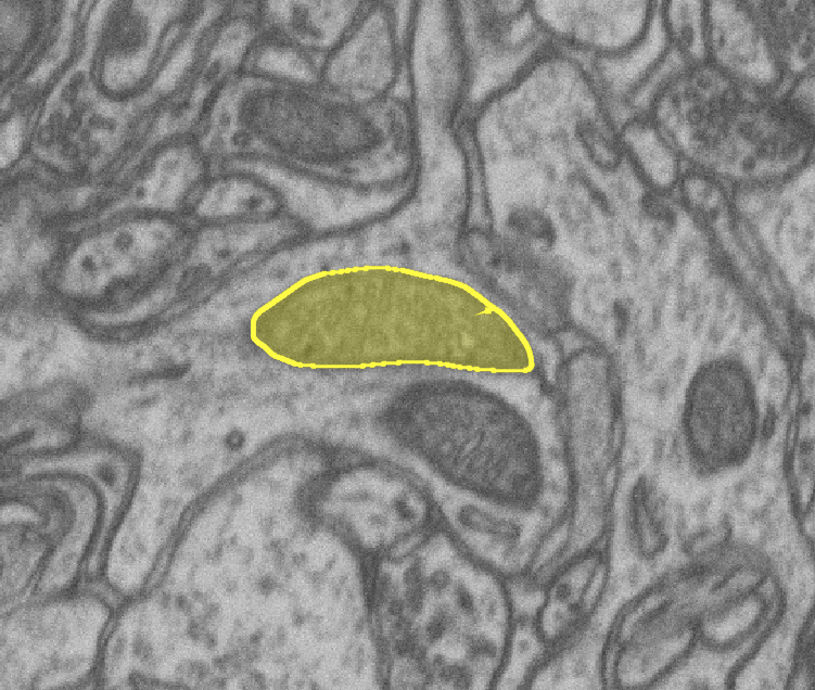 Qupath overlay to Fiji - Usage & Issues - Image.sc Forum