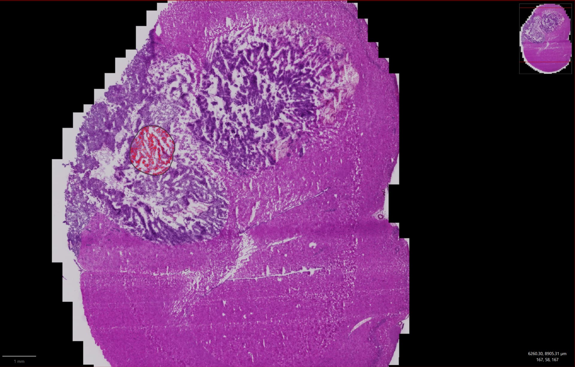 Export Annotations With Their Respective Detections Image Analysis