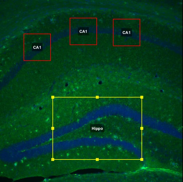 How Can I Write A Script To Generate Annotations Of Different Sizes And Names Image Analysis