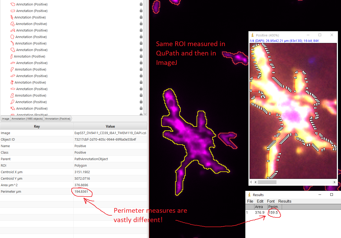 QuPath Circulairty Mismatch with ImageJ? - Usage & Issues - Image.sc Forum