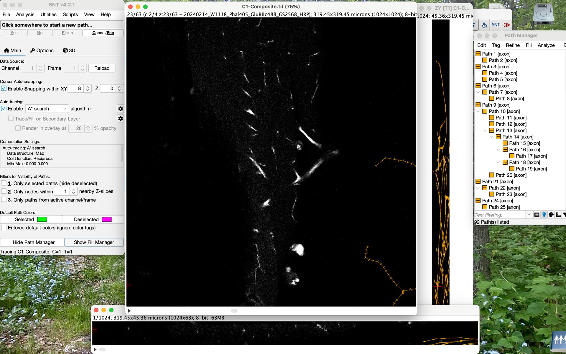 SNT missalignment of trace made with NeuTube - Usage & Issues - Image.sc Forum