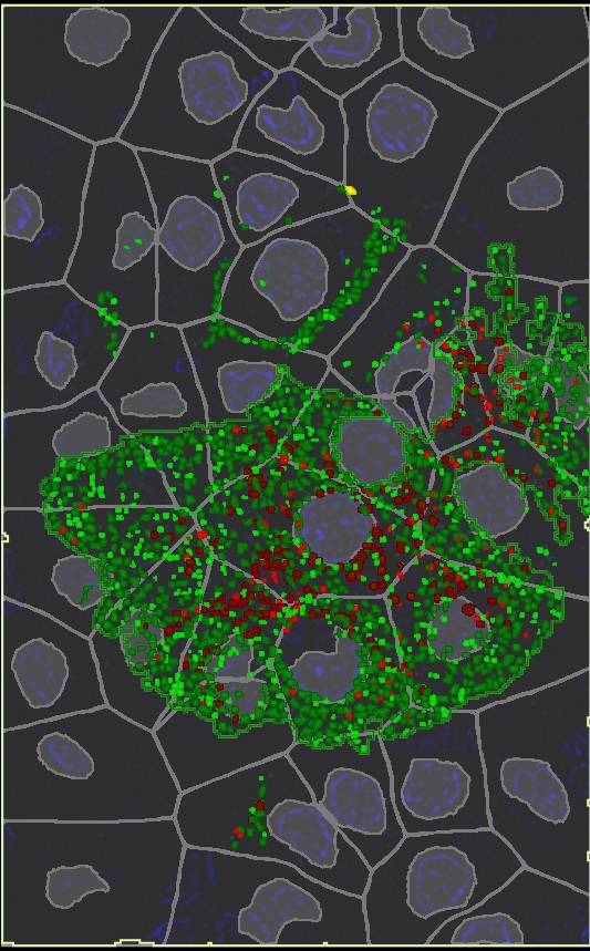 Exporting subcellular measurements per parent cell detection - Image Analysis - Image.sc Forum