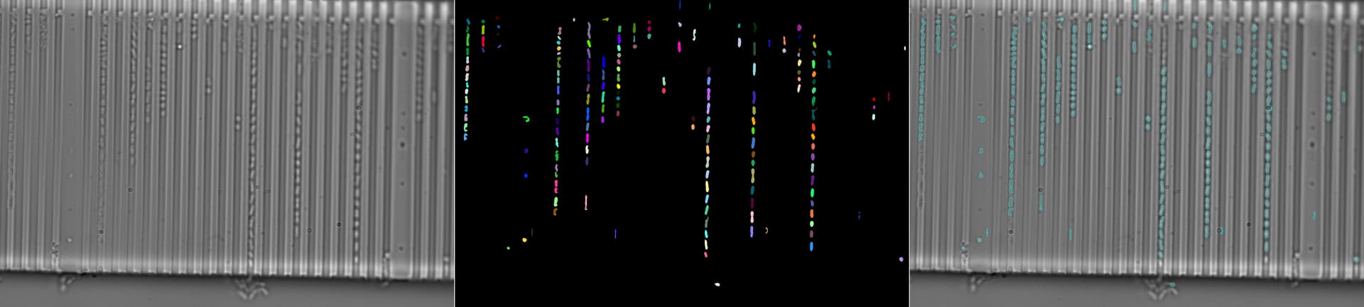 I would like to run a WEKA segmentation in ImageJ for bacterial cells ...