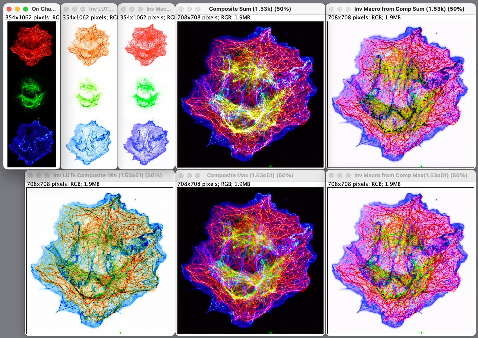 Multi-channel composite view with inverted LUTs in ImageJ/Fiji - Usage ...