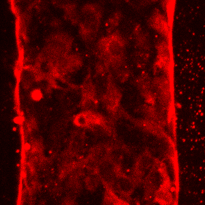 Help for segmenting the cytosol and nucleus in Cellprofiler or imageJ - Image Analysis - Image ...