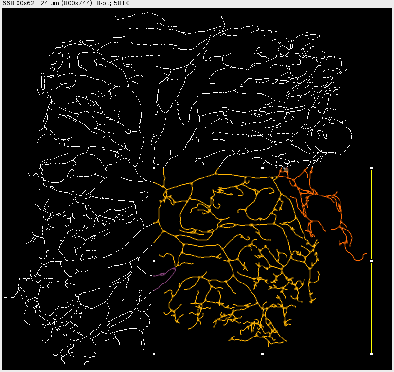 SNT - Adding reconstruction from segmented images to PathandFillManager - Development - Image.sc ...