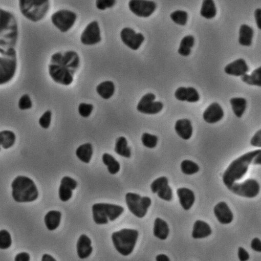 Micro-SAM Training On Negative Data - Image Analysis - Image.sc Forum