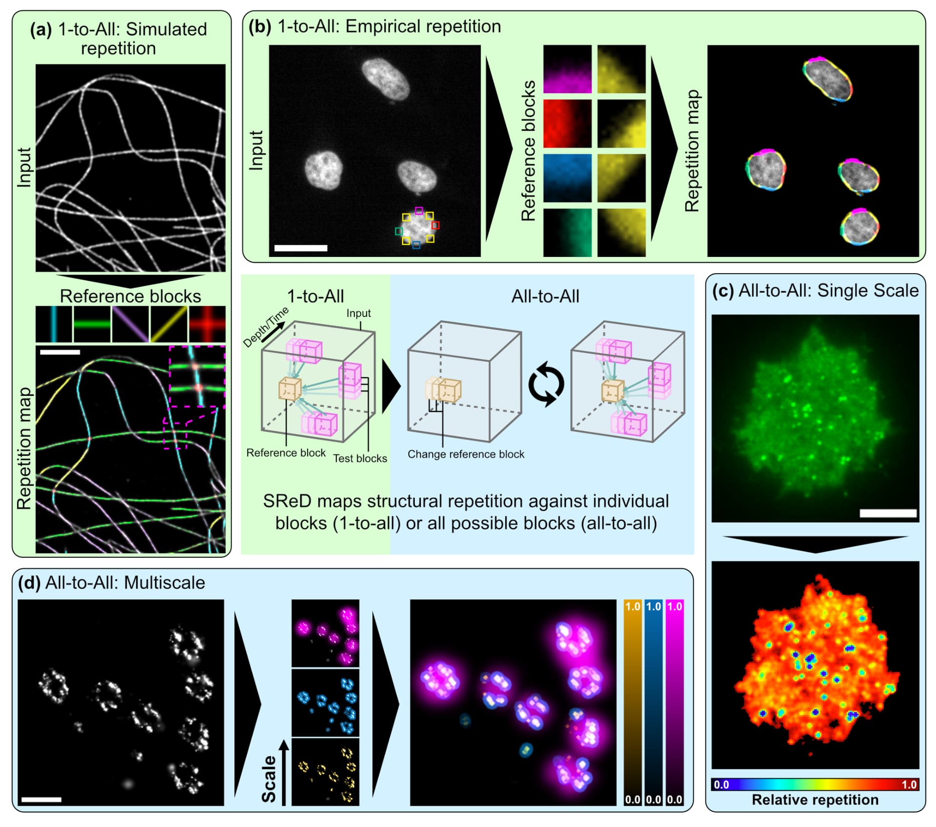 Introducing the Structural Repetition Detector (SReD) plugin for ImageJ ...