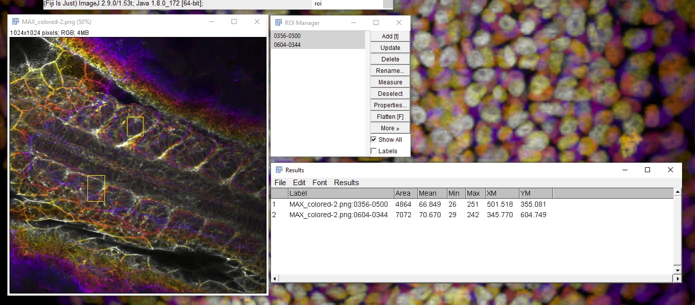 How to overlay a mask generated from cellpose to your image to measure ...