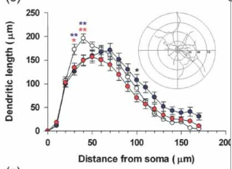 Dendritic length in Sholl analysis - Image Analysis - Image.sc Forum