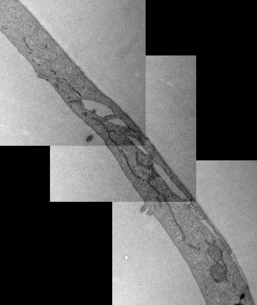 Automatic stitching algorithm - Development - Image.sc Forum