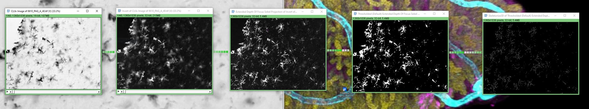 Skeletonize creating connected shapes - Image Analysis - Image.sc Forum