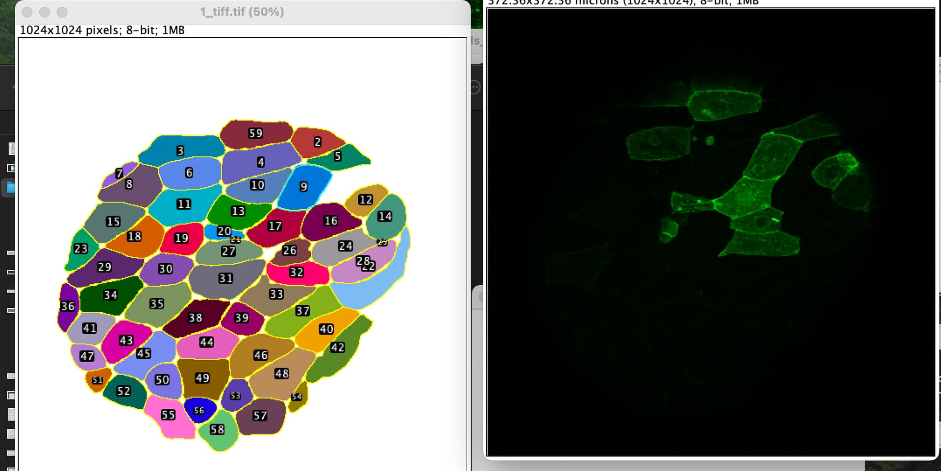 How to overlay a mask generated from cellpose to your image to measure ...