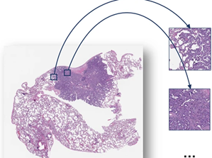 Export Labelled Tiles from Annotated regions of WSI to build labelled ...