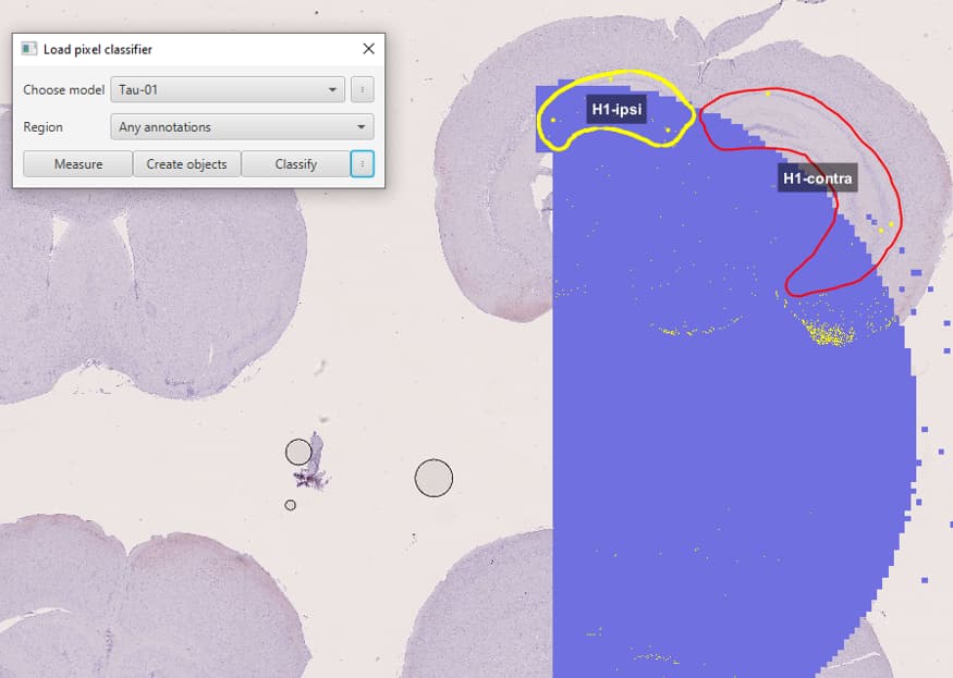 Trouble using Pixel classifier applied to annotations - Image Analysis - Image.sc Forum