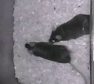 maDLC mosaic animals with identity tracking - Usage & Issues - Image.sc ...