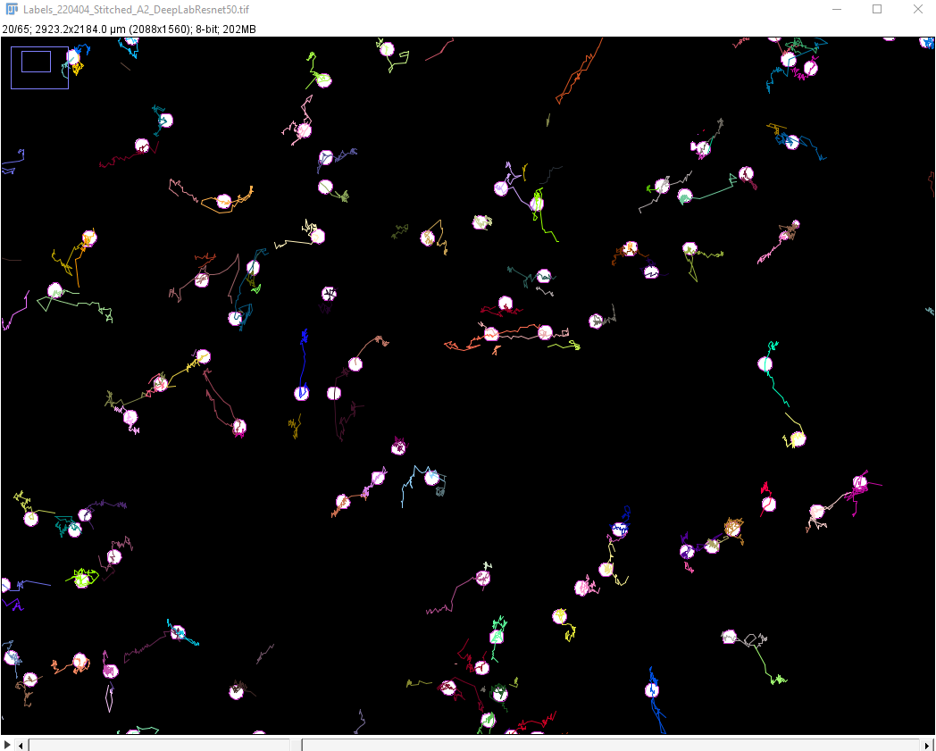 Trackmate: how to reopen XML file over original dataset - Usage & Issues - Image.sc Forum