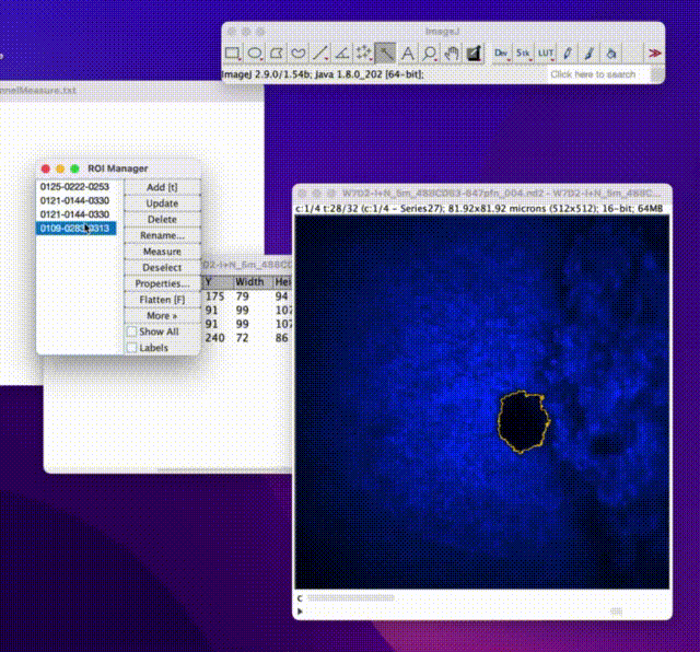 Measure ROI in all channels, but on a single frame? - Image Analysis - Image.sc Forum