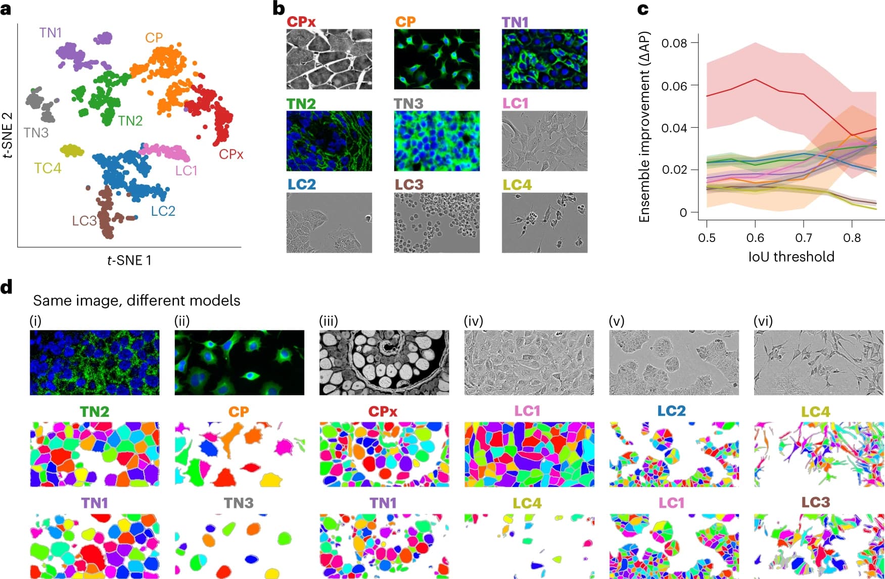 About the cell segmentation by using cellpose 2.2 - Image Analysis - Image.sc Forum
