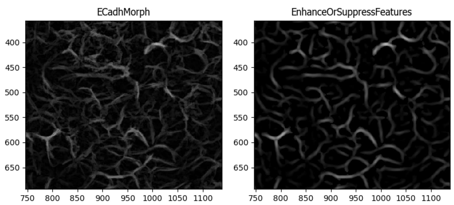 Quantification of Tight Junctions using CellProfiler - Image Analysis - Image.sc Forum