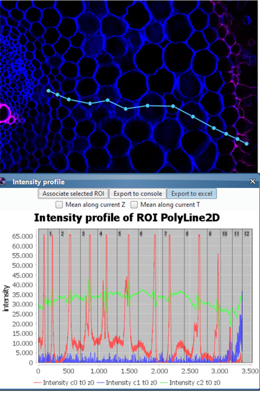 ICY - segmented line point coordinates - Image Analysis - Image.sc Forum
