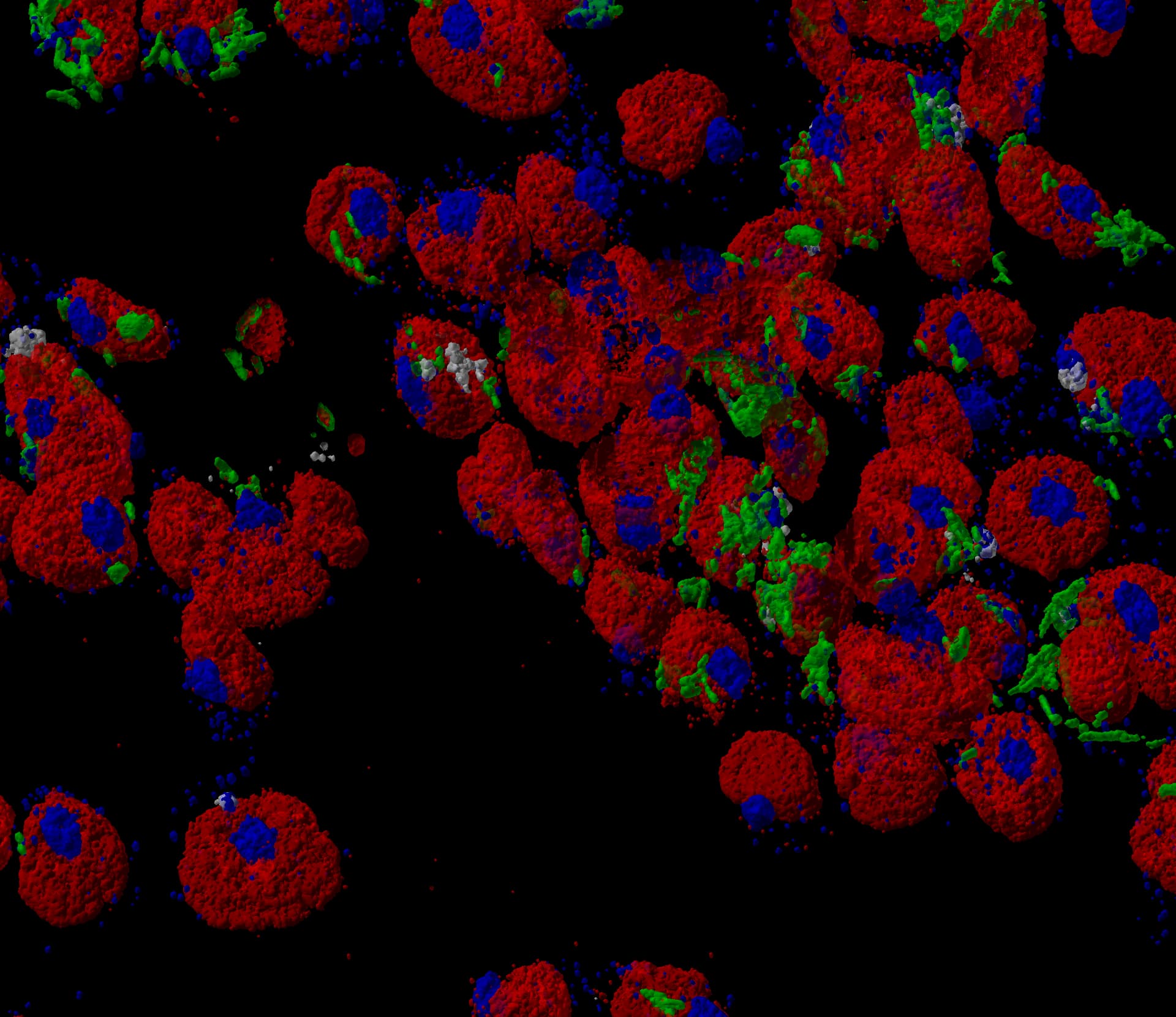 3D Multichannel Surface Rendering from Z-Stacks: Napari Script and Fiji Alternatives? - Usage ...