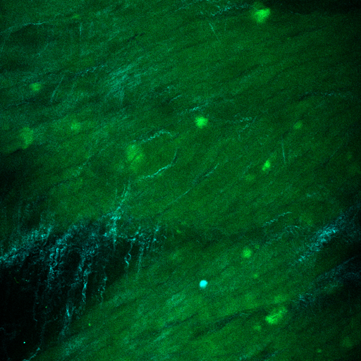 Bioformats Doesnt Create Colour Lookup Tables For Czi In Matlab Usage And Issues Imagesc Forum