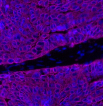 Merging .qptiff - vectra polaris - Image Analysis - Image.sc Forum