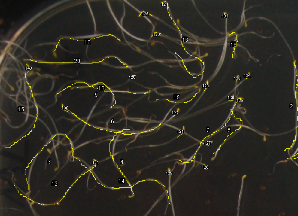 ImageJ, restoring ROI measurements - Image Analysis - Image.sc Forum