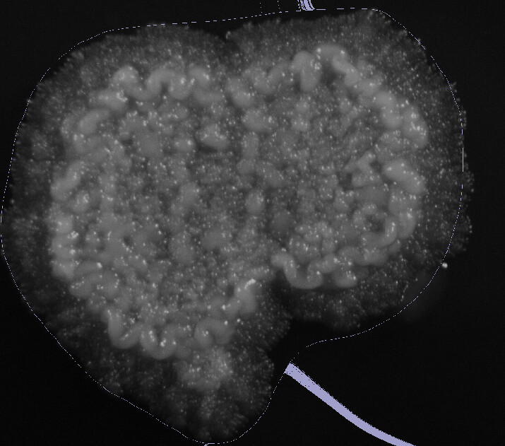Can cellpose-sam segment large biofilm object from image? - Usage & Issues - Image.sc Forum