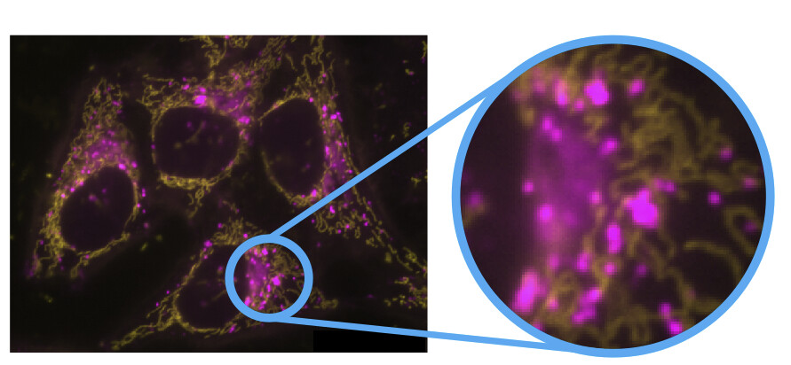 Updates Inset Zoom Creator for BioVoxxel Figure Tools - Development ...
