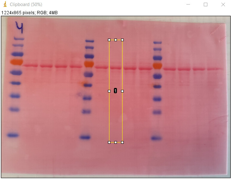 Any way to measure Ponceau staining? - Image Analysis - Image.sc Forum