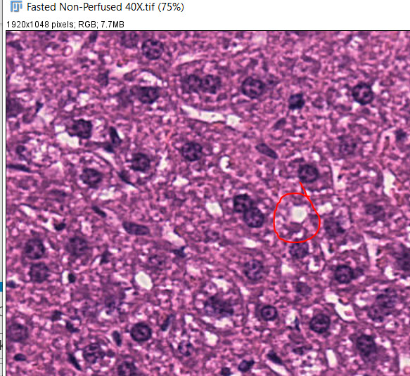 Labkit segmenter file error - Usage & Issues - Image.sc Forum