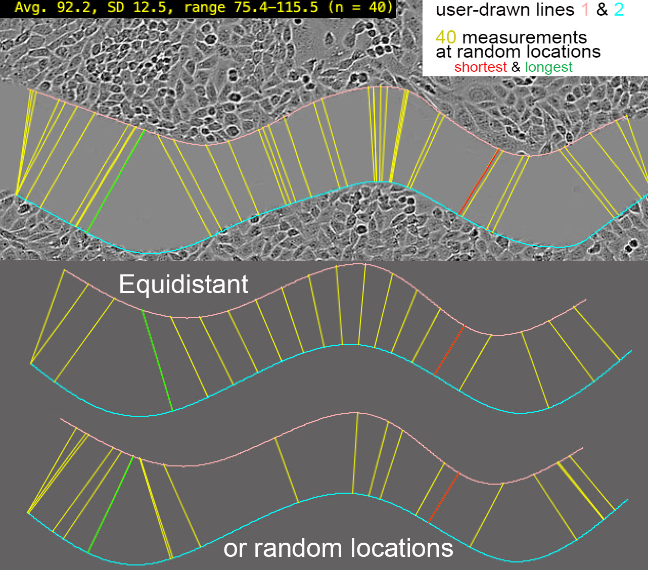 ImageJ macro to measure distance between two user-drawn lines/edges – version 2 - Announcements ...