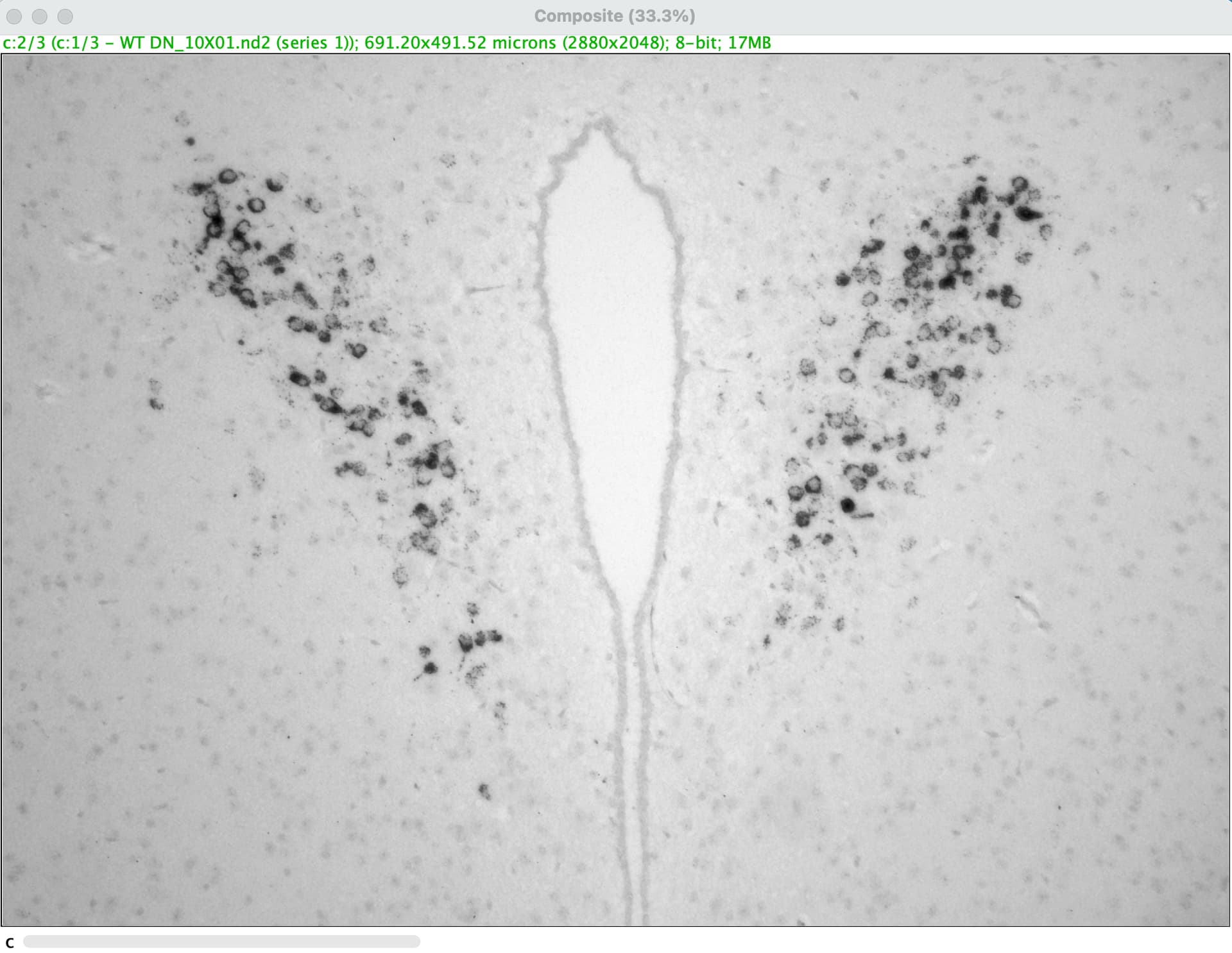 .nd2 file opening up as greyscale instead of correct colors in FIJI ...