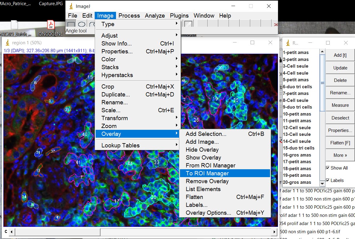 Qupath Script to Export Tiff with Annotation by sending region to ImageJ - Image Analysis ...