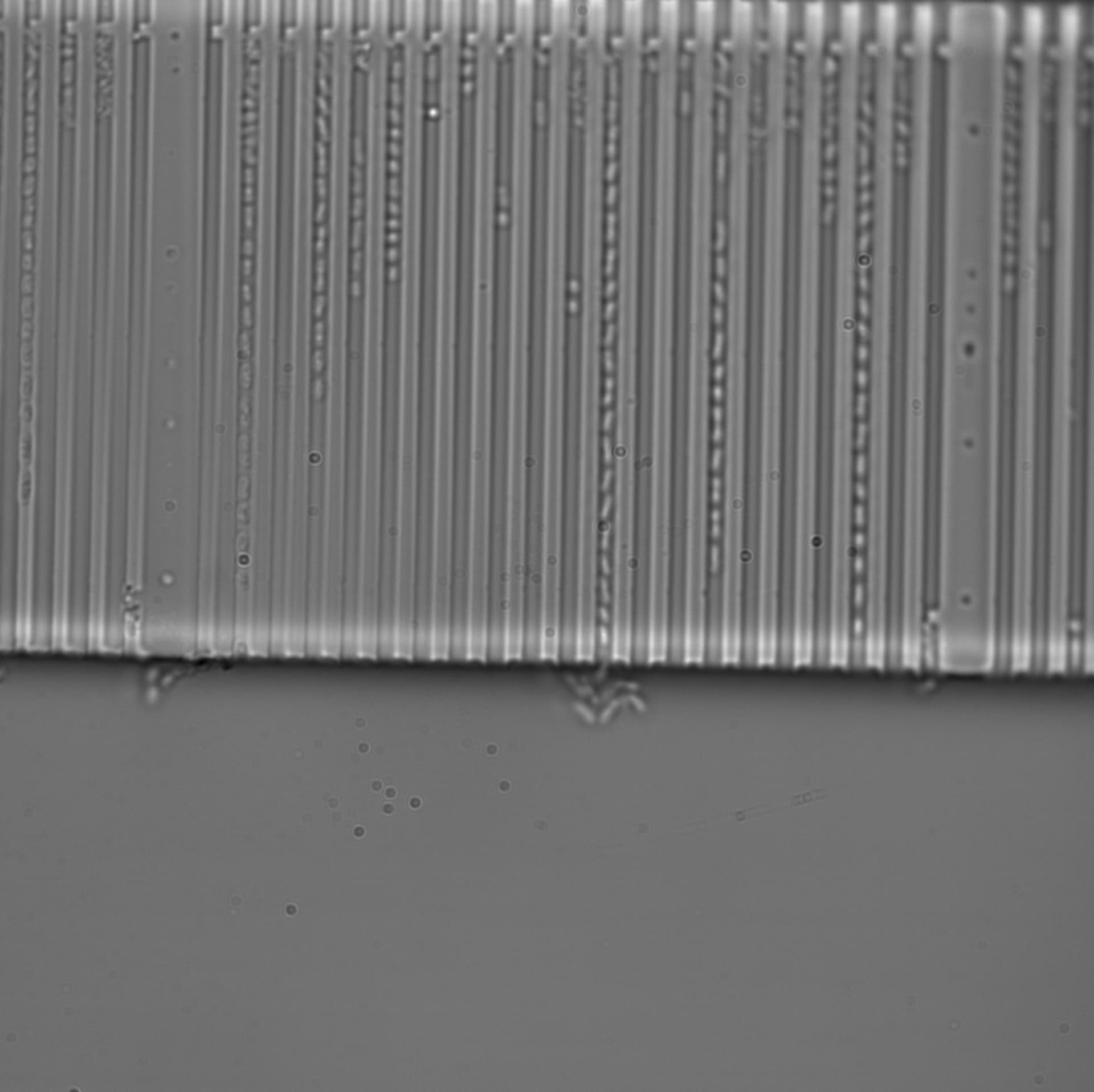 I would like to run a WEKA segmentation in ImageJ for bacterial cells ...