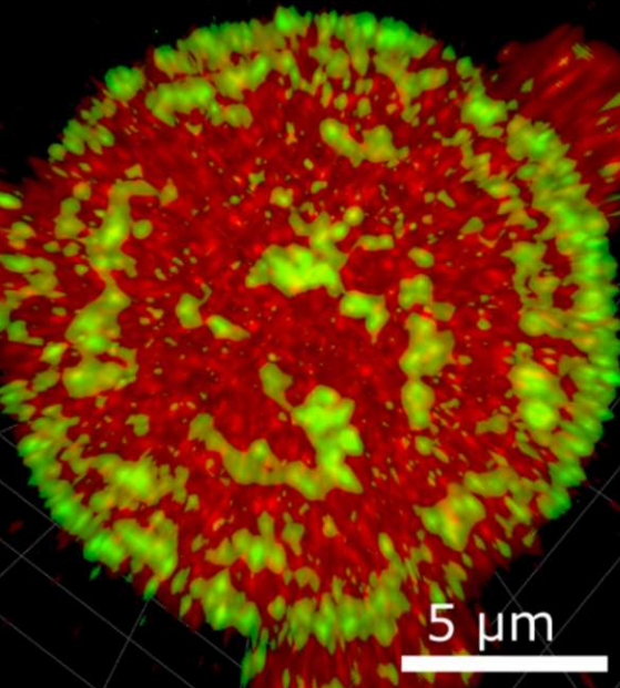 Spatial intensity distribution - Image Analysis - Image.sc Forum