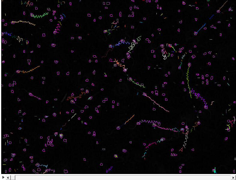 My cellpose + trackmate code follows exactly the manual steps, but it still makes false ...