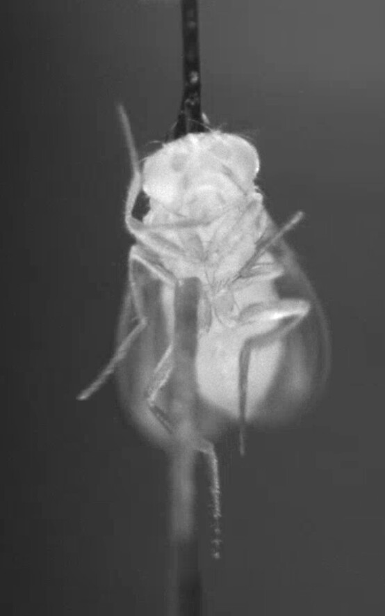 Issues with tracking fast moving object with random movement and occlusion - Image Analysis ...