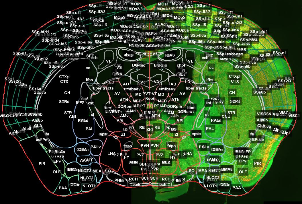 ABBA - Problem with mirror/unmirror and QuPath - Usage & Issues - Image.sc Forum