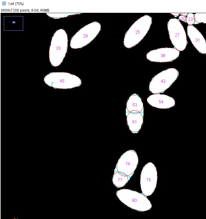 How to produce custom drawing outputs using "Analyze particle..."? - Image Analysis - Image.sc Forum