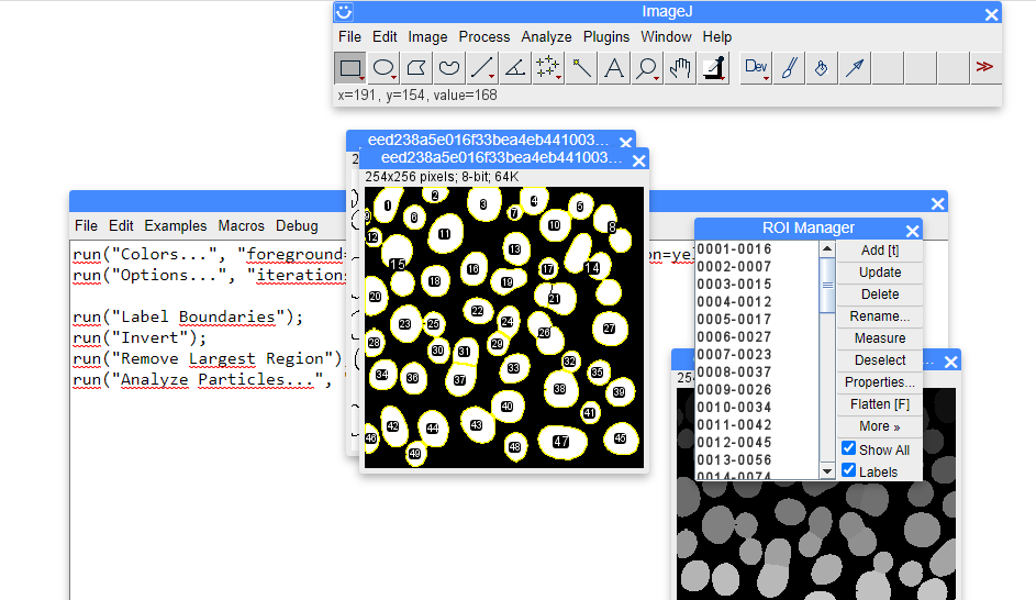Converting label image to ROI in ImageJ - Usage & Issues - Image.sc Forum