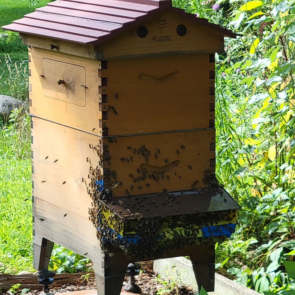 Normal Bee-havior? - Beekeeping - Basics - Flow Forum