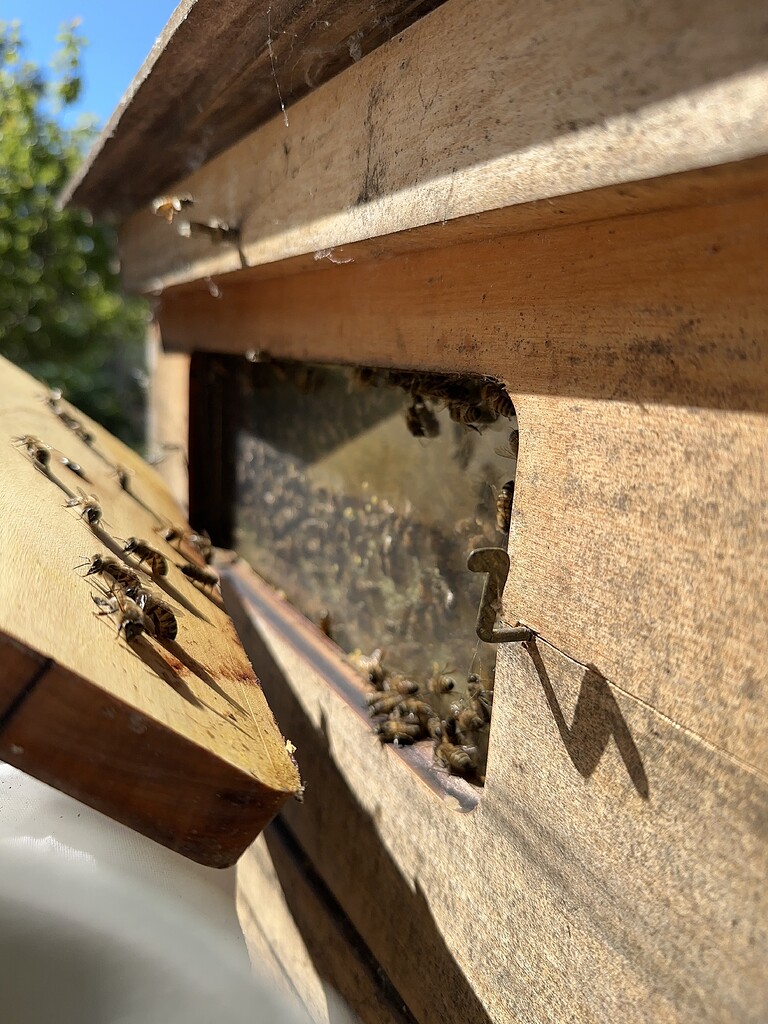 Bees getting through view window - Flow Hive - Flow Forum