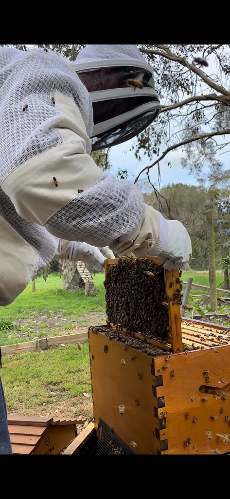 Bees don’t want to go into Super - General Bee Chat - Flow Forum