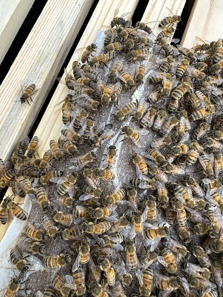 Bee package mostly dead. Queen and a few hundred bees still alive. What to do? - Beekeeping ...
