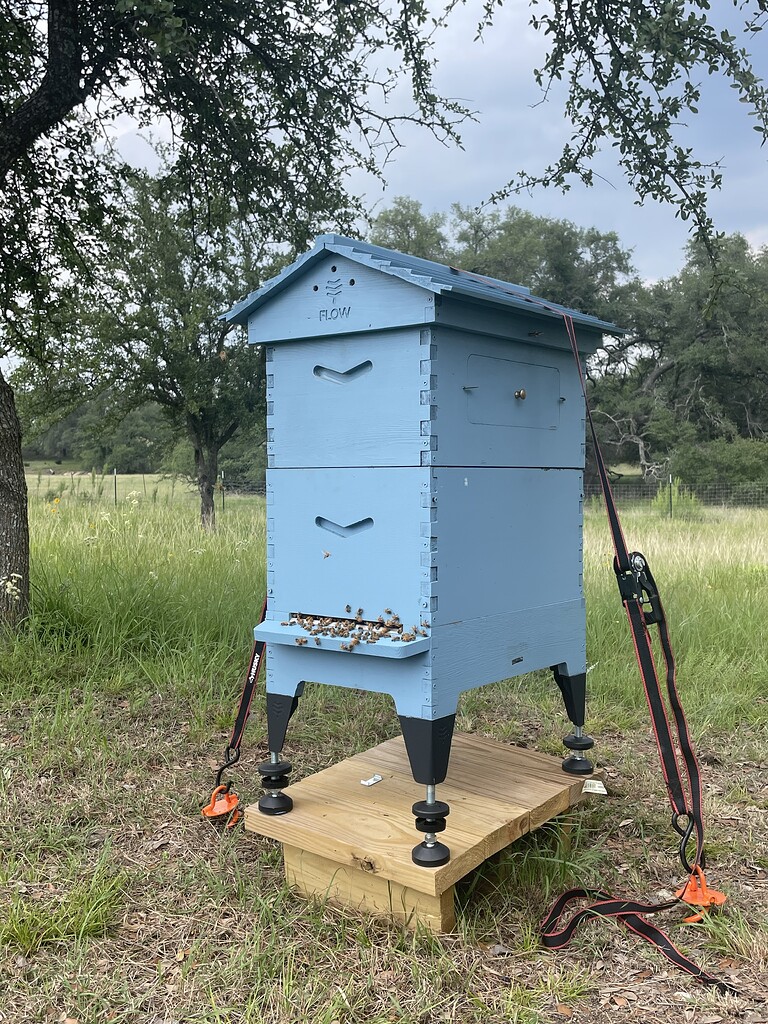 First timer - just put honey super on. Bees moving up - General Bee ...